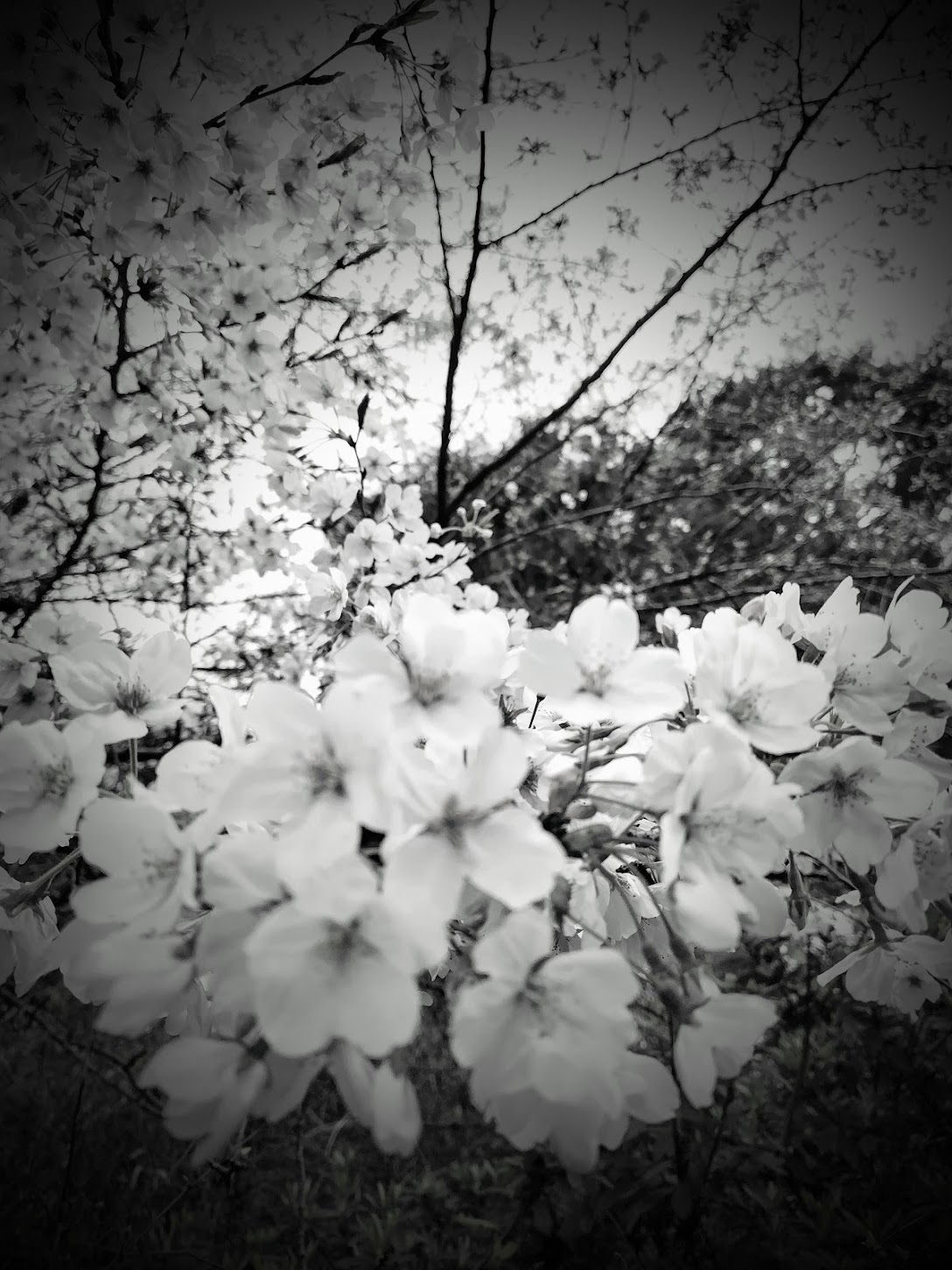 何処吹く風 - 久世星佳オフィシャルウェブサイト